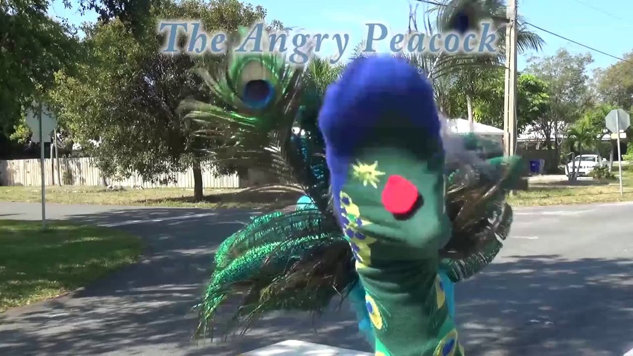 Angry Peacock 1 2
