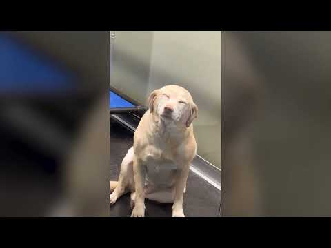 Smiling Dog Meme