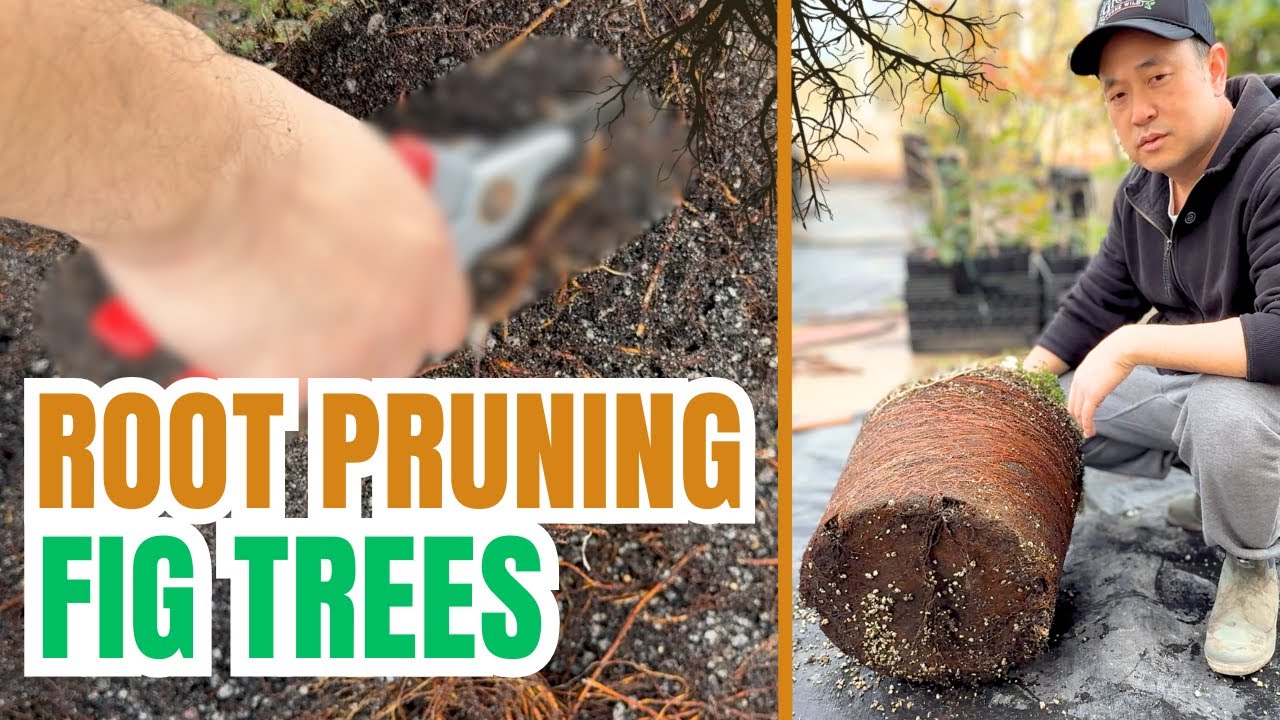 Root pruning a container fig tree, with results. 