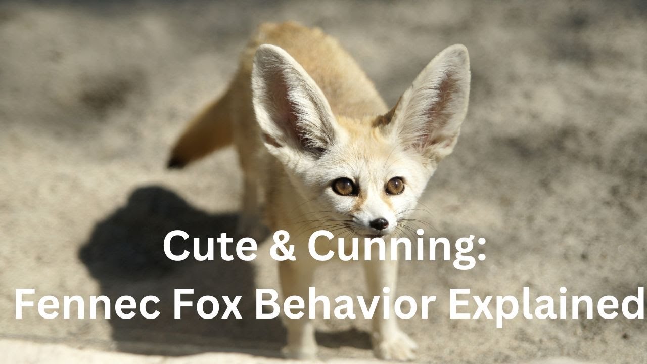 Cute & Cunning: Fennec Fox Behavior Explained
