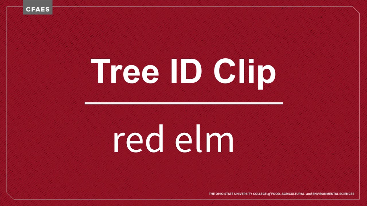 Tree ID Clip: red elm