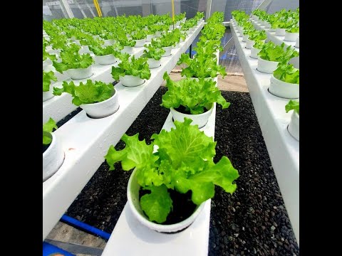 Oikos Village Demo Crop | Olmetie RZ Batavia | Oct 2021