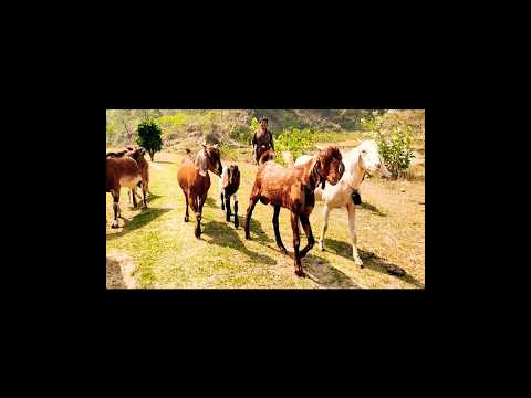 goat herder heading jungle #short #shortsvideo #youtubeshorts #goatherder