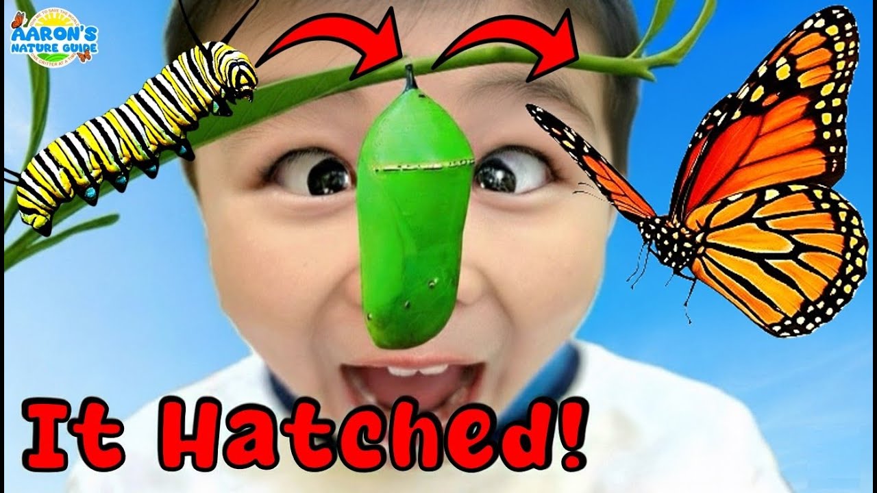 KIDS!🐛➡️🦋I Hatched a REAL Monarch Butterfly! | EDUCATIONAL KIDS NATURE SHOW🌿