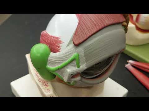 Human Anatomy - Eye Models