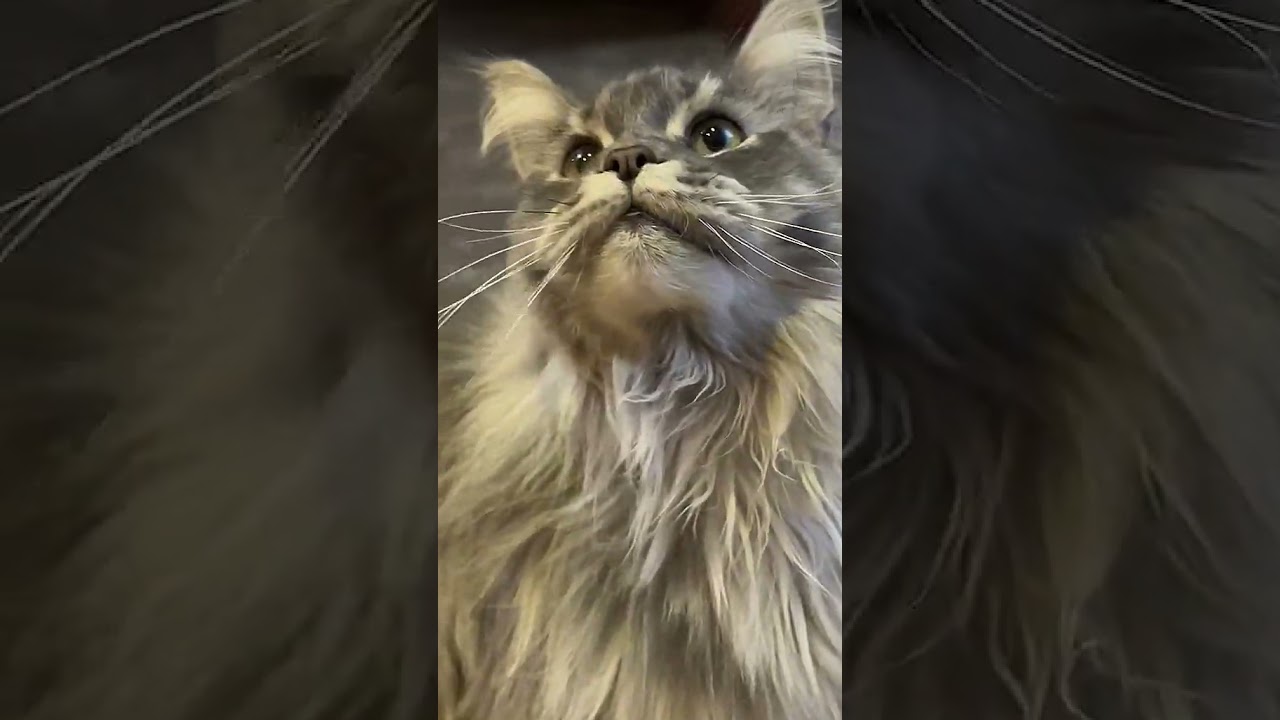 Get Close to Me with Just a Can! #MaineCoonCat #ClipCat #AdorableFelineFace #RagdollCat