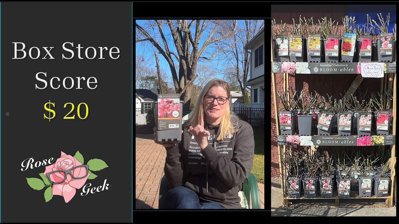 🌹Box Store Score / Buying Bare Root Roses from Lowes / Bloomables