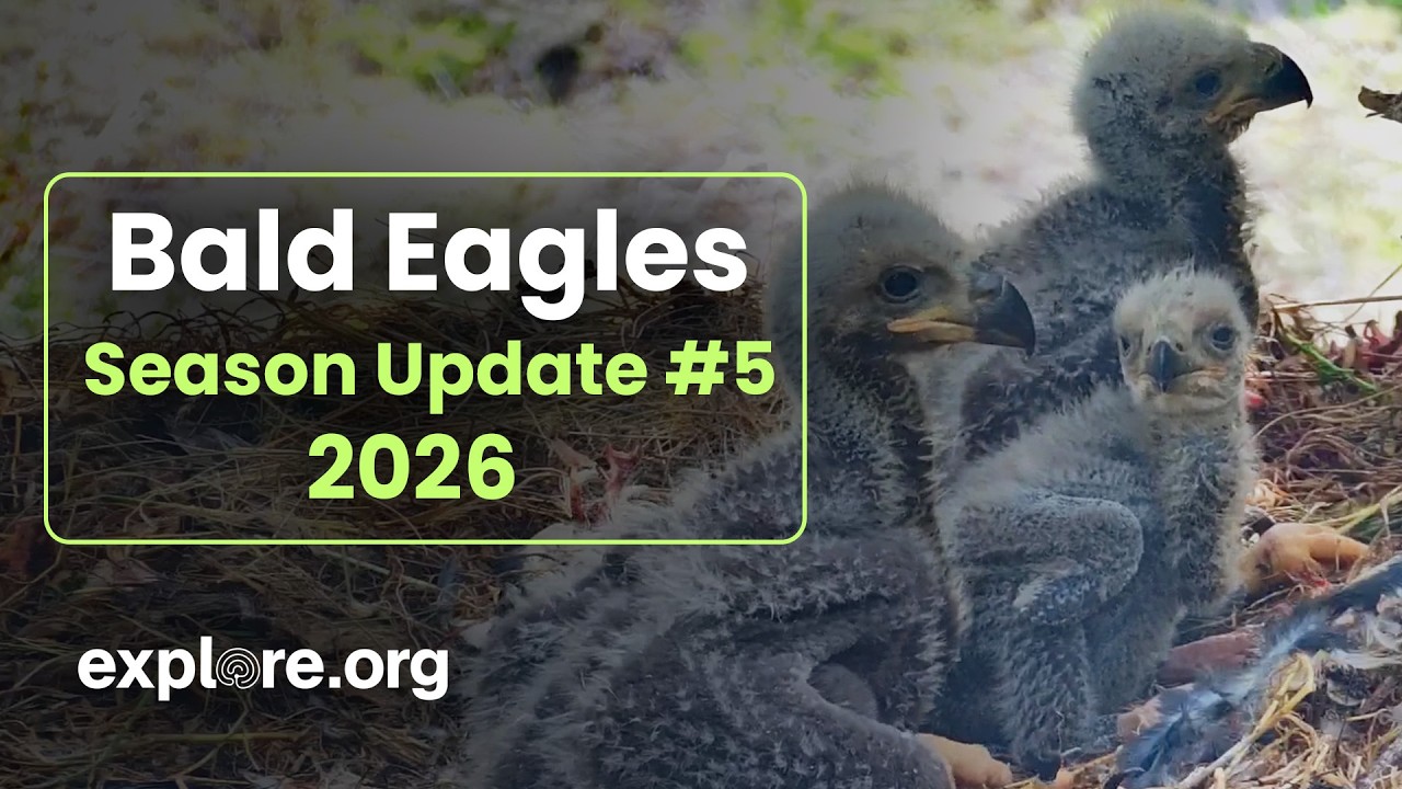 An Eaglet Rescue! | Bald Eagle Nest Update 5