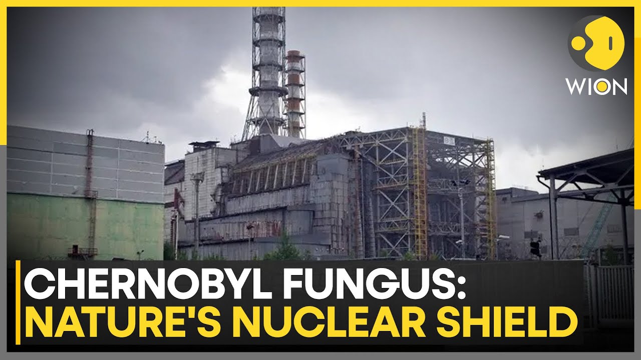 Chernobyl Fungus Eats Radiation: The Ultimate Nuclear Shield | WION