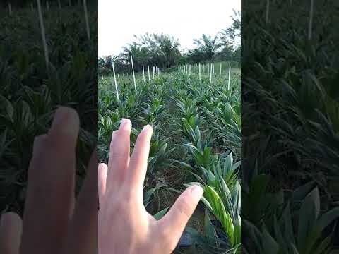 BIBIT SAWIT TERMAHAL DI INDONESIA
