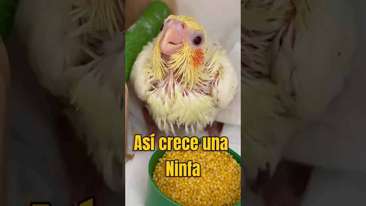 This is how a Cockatiel grows!