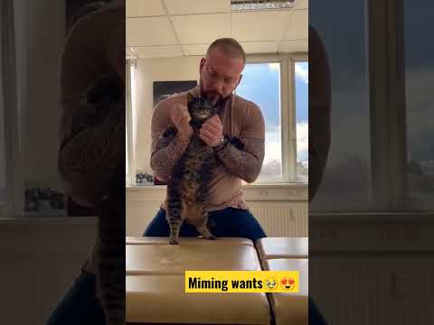 Cat wants Chiropractic Therapy #Chiropractor #Chiropractic #Cats #Pets #CatLover #SweetKitten