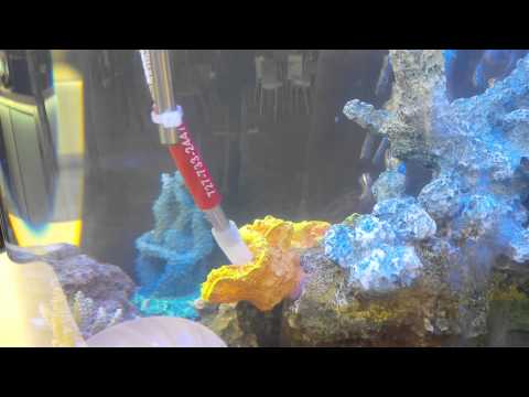The Power of Spectroscopy - pH Testing and Coral Reef Health