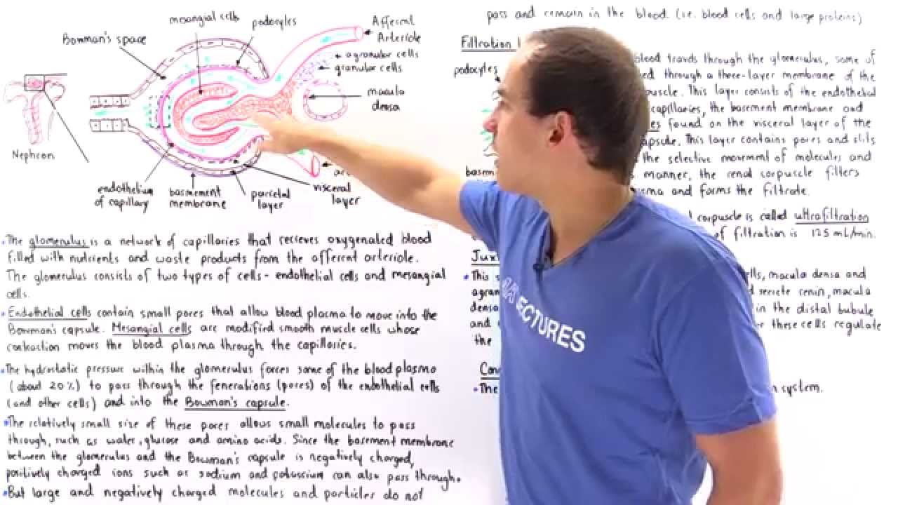 Filtration in Renal Corpuscle (Glomerulus and Bowman's Capsule)