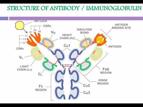 What is Immune System | Immunoglobulin structure and function Biochemistry | Function of Antibodies