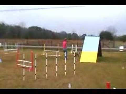 Yoshi- CPE Agility Trial 1/06/2008- Wildcard- 1st and Q