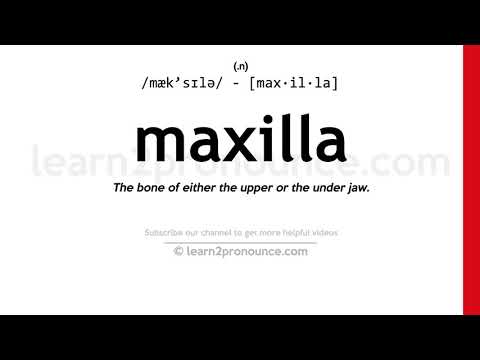 Pronunciation of Maxilla | Definition of Maxilla
