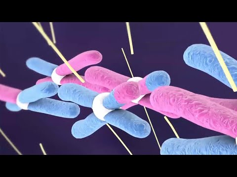 Cell Division: Meiosis vs. Mitosis