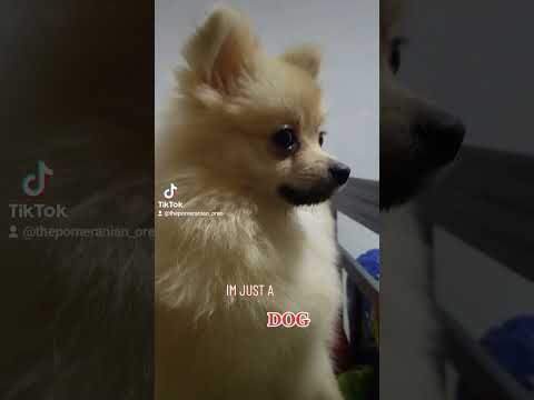 Dramatic, the one word to describe her. 😅 #pomeranian #puppy #pets #viral #simpleplan