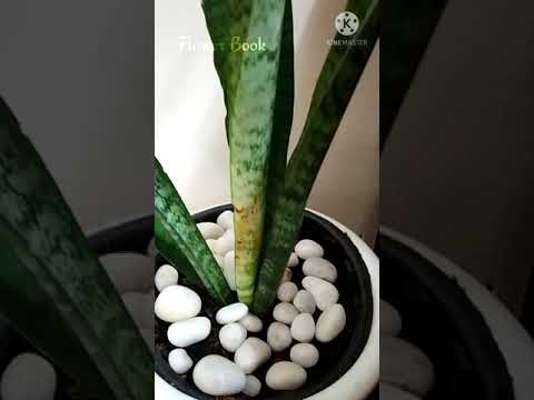 Snake Plant | Sansevieria Plant | Dracaena Trifasciata | Snake Plant Varieties