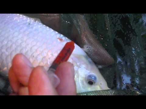 Fish Ulcer Treatment. – The Fish Vet's Blog