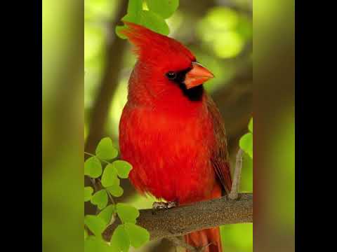 Northern Cardinal songs/sounds
