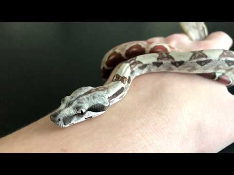 Baby Boa Constrictor