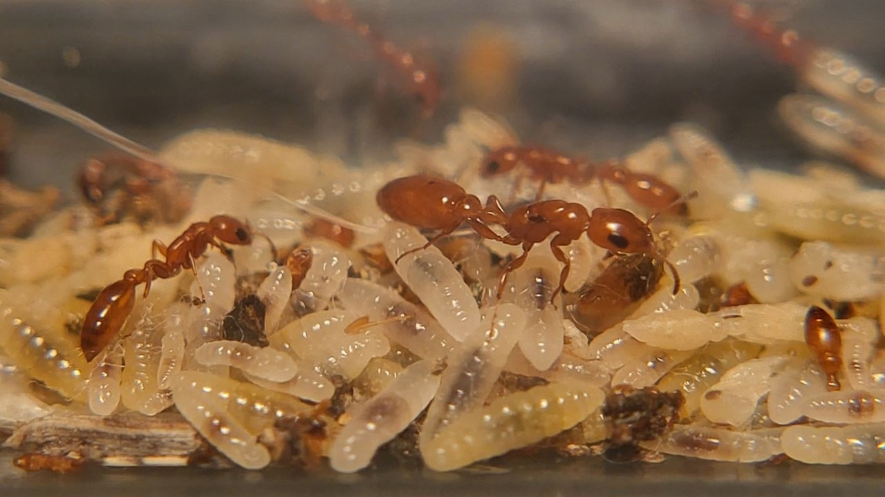 My ants live in twigs... | Pseudomyrmex apache