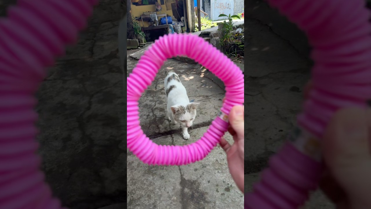 Cute corgi action 🥰 #trending #funny #viral #cute