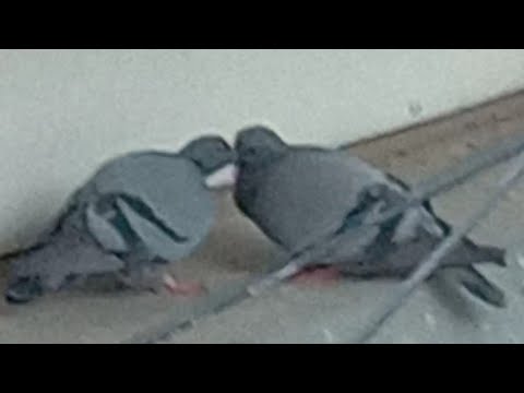 2 pigeons playing with each other ๐