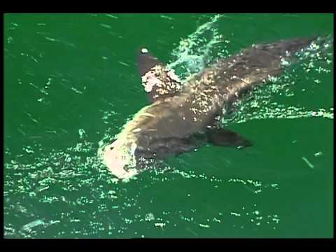 Fish Facts Cobia