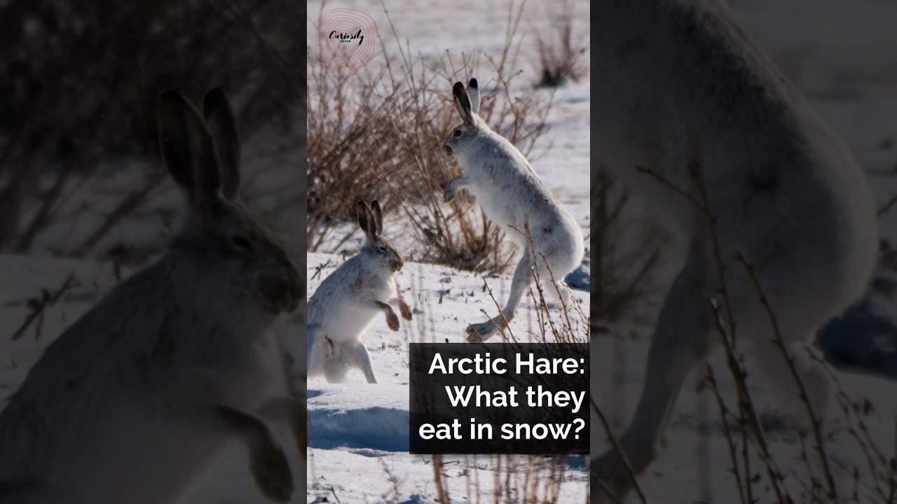 Arctic Hare: What they eat in snow?