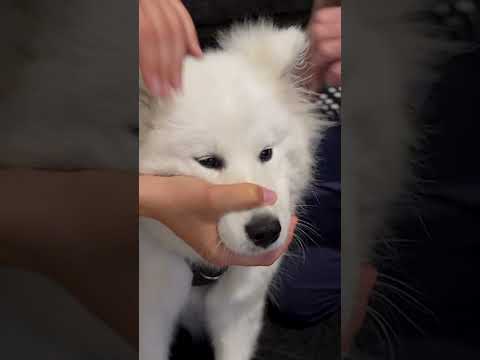 PUPPY CAN'T TURN NECK 😱Animal Chiropractor