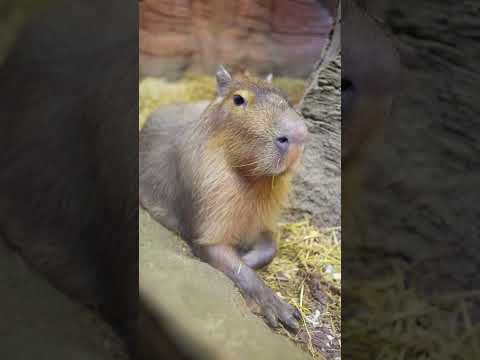 Are There Capybaras at The Bronx Zoo?