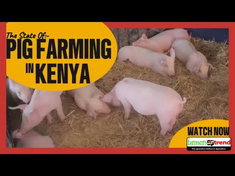 The Current State of Pig Farming in Kenya