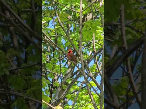 The Sound Of A Red Cardinal Bird Makes