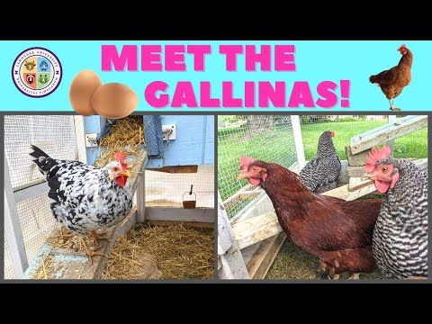 Meet the Gallinas! | All About Hens in Spanish!