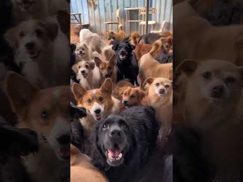 You won’t believe it — these dogs were once waiting to be slaughtered in a dog meat market