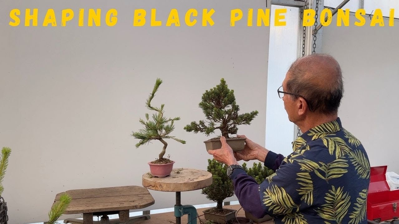 Shaping Black Pine Bonsai