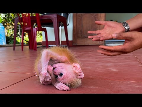 newborn baby monkey feels desperate crying for Dad