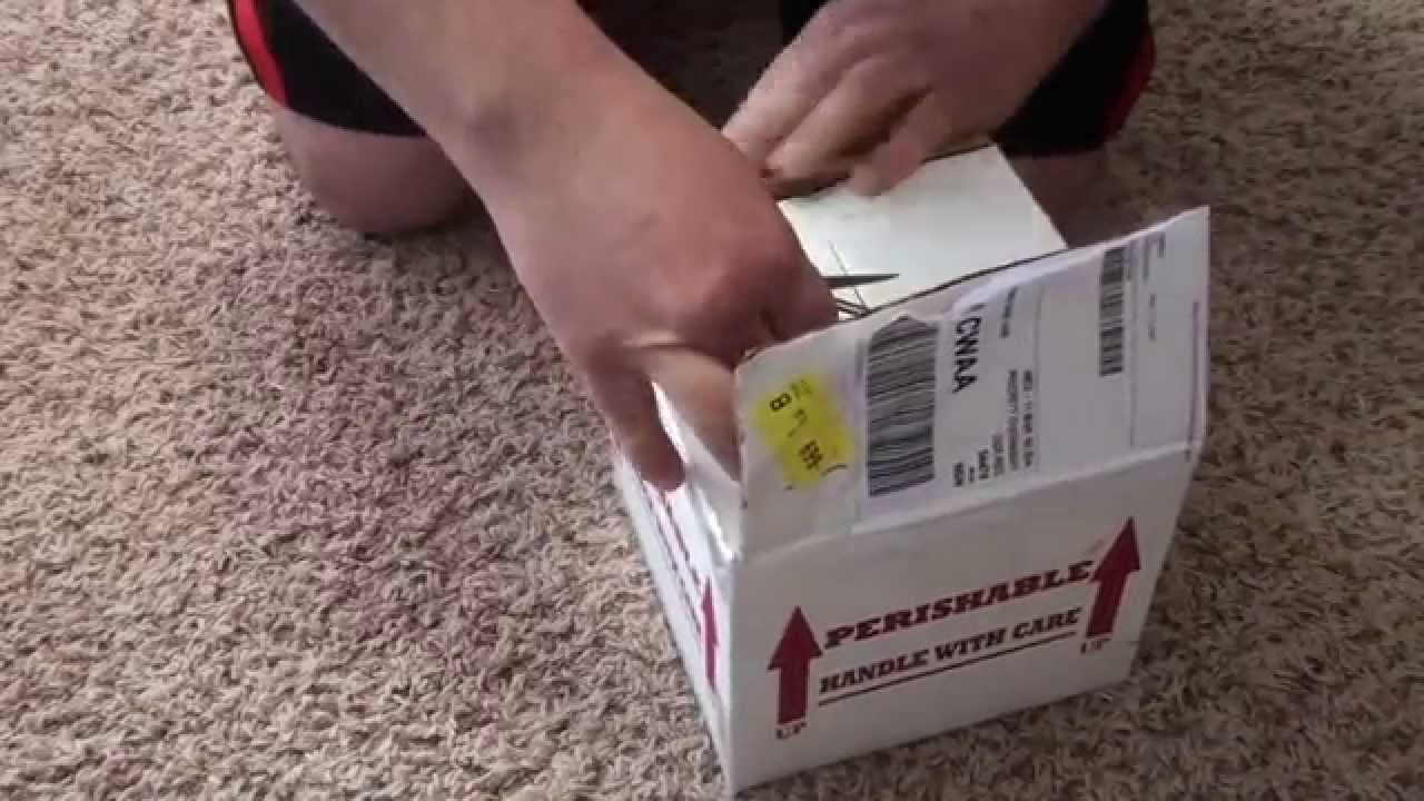 New Ball Python Unboxing - 1st In Over A Year