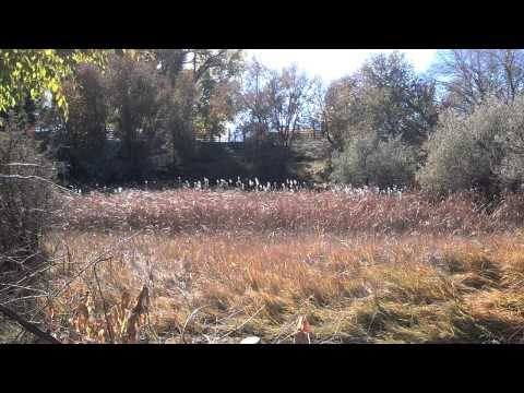 2 minutes of Zen (cattails release seed)