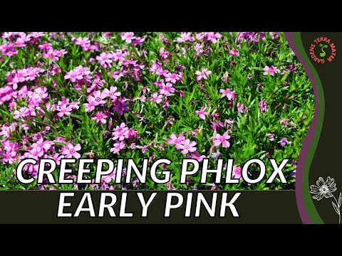CREEPING PHLOX EARLY PINK Information and Growing Tips! (Phlox subulata)