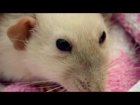 Rat's eyes boggling when making sounds
