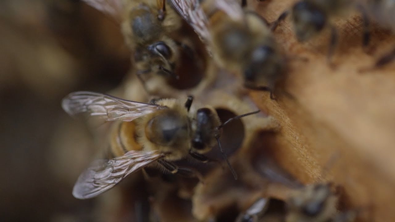 AgweekTV: Bee Tracking Technology