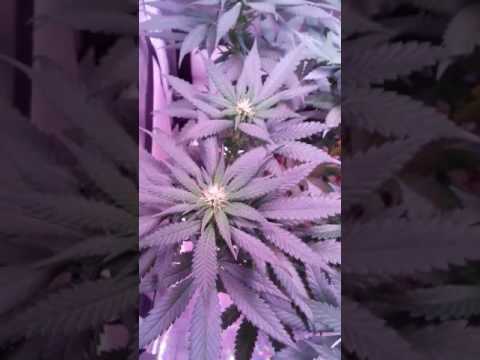 Amnesia haze royal seeds feminized 5weeks fowering