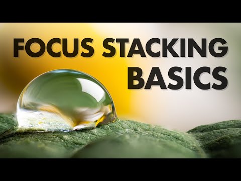 Focus Stacking Basics in Macro Photography