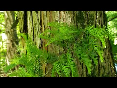 ID That Tree: Bald Cypress