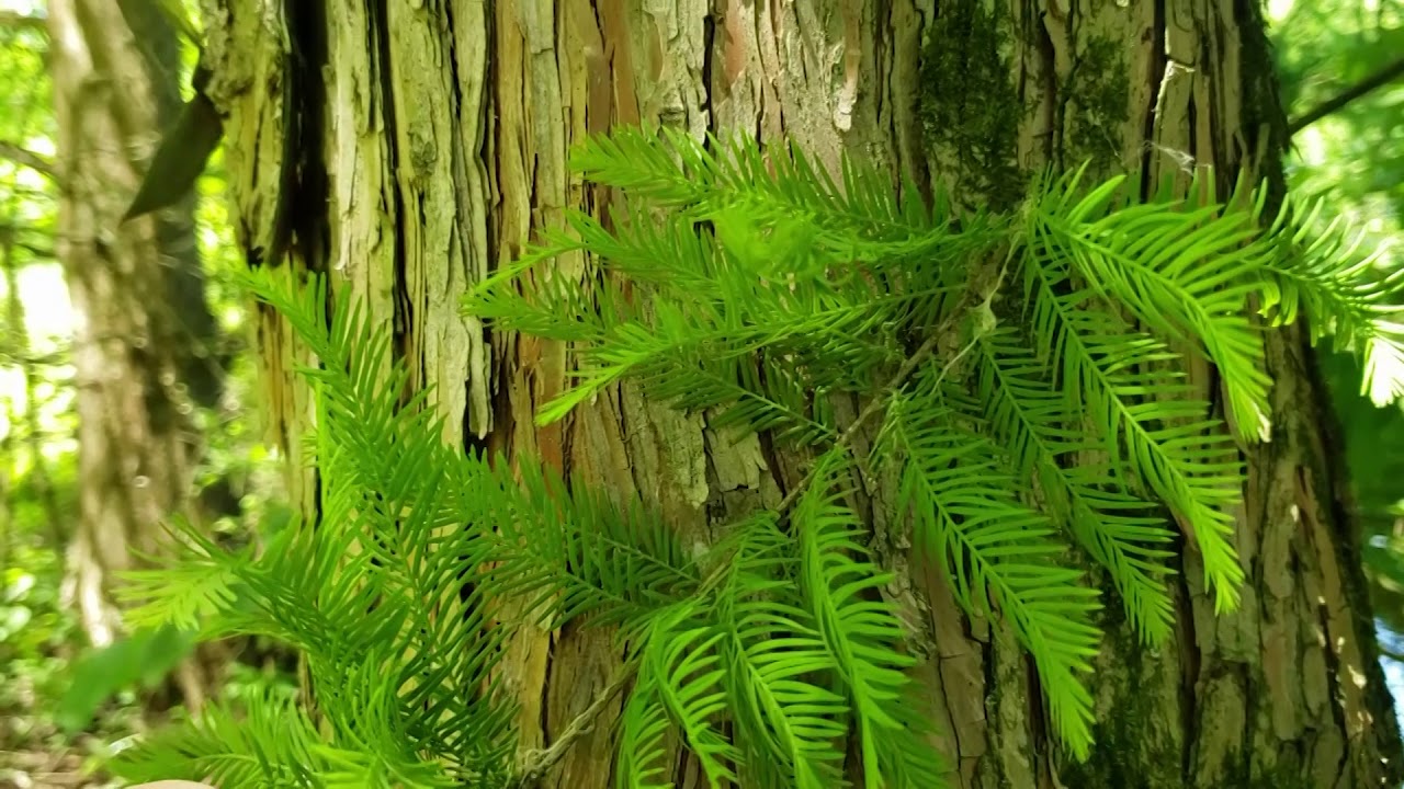 ID That Tree: Bald Cypress