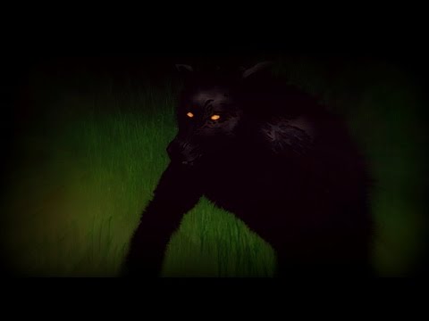 10 Foot Tall Dogman Creature Encountered in Louisiana (Video) | Animals ...